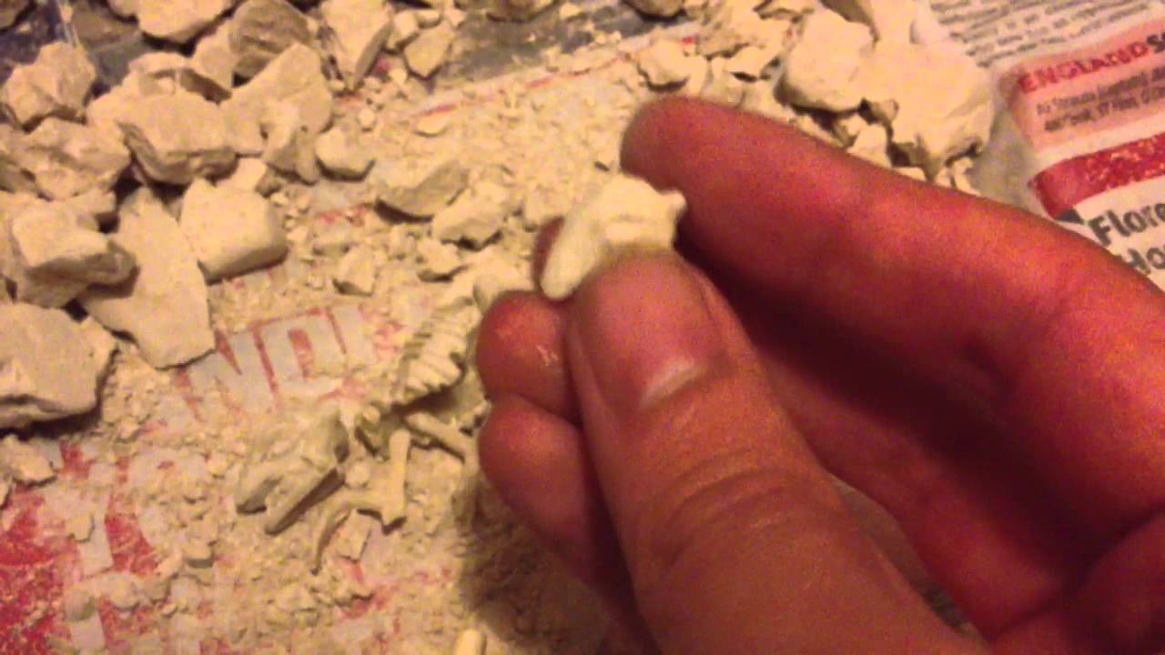 Fossil Finds Excavation Kit