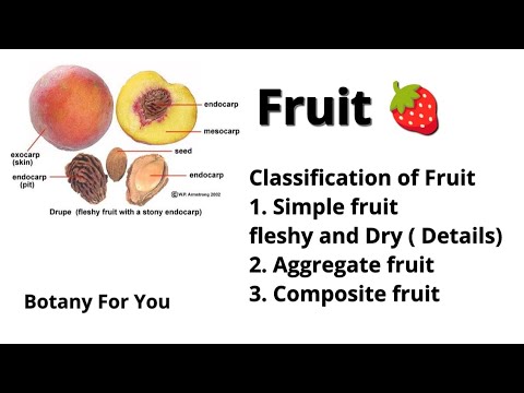 What is fruit | Simple ( Dry and fleshy) , Aggregate and composite fruit in details|Botany For You