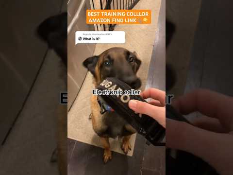 Best Dog Training Collar For big dog Amazon’s Top Pick Revealed! 🐾"#shorts #dogcollars #dogproducts