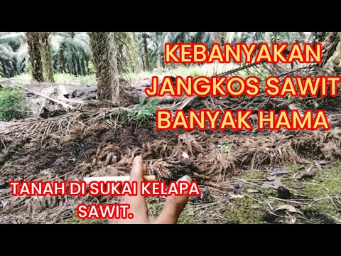 PENGGANTI PUPUK KIMIA KELAPA SAWIT, BEDA DI TANAH BERPASIR DAN MINERAL.