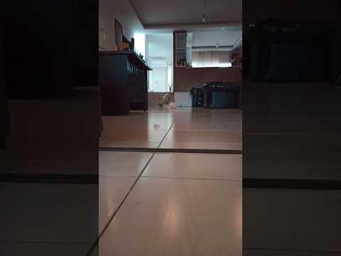 Throw The Ball So May Cats Run!!!