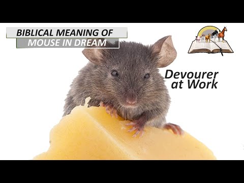 Biblical Meaning of MOUSE in Dreams - Dreaming About Mice