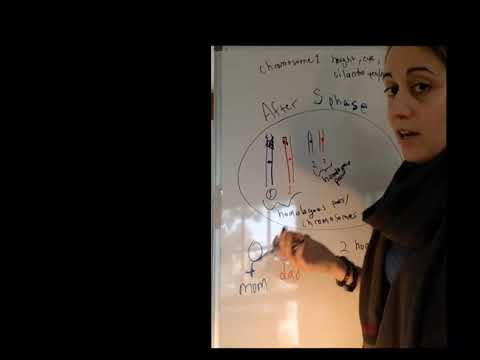 Sister chromatids vs homologous pairs in mitosis