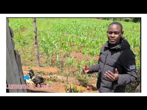 Kienyeji Chicken Farming: The Complete Guide (2025)