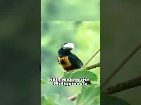 Birds of the Philippines #philippines #animals