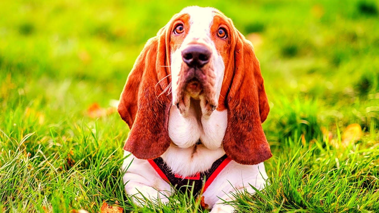 15 AWESOME Animals With BIG EARS!
