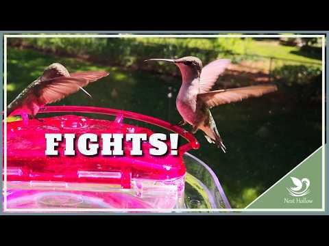 Mengapa Burung Kolibri Saya Sering Bertengkar? Dan Cara Menghentikannya