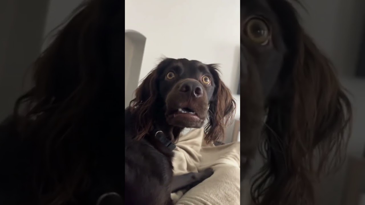 Confused Dog Original Video Meme Template