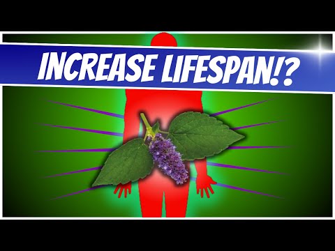 This herb could be a new lifesaver | Anise Hyssop Benefits.