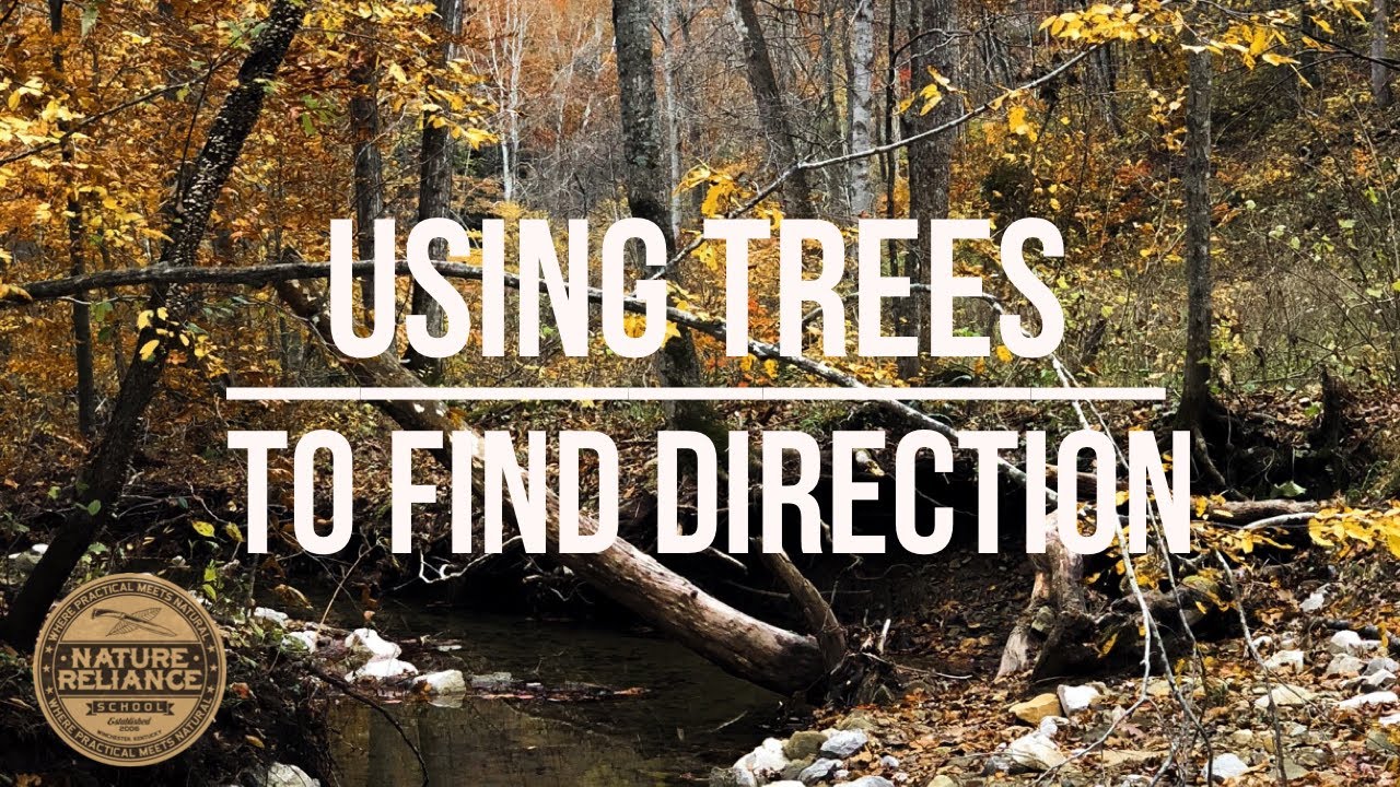 Direction Finding with a Tree