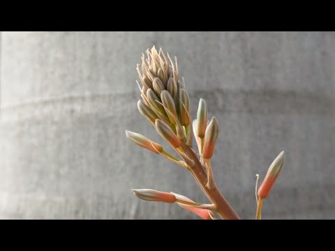 3 Best Plants for Weight Loss | How Plants Reduce Stress and Boost Mental Health