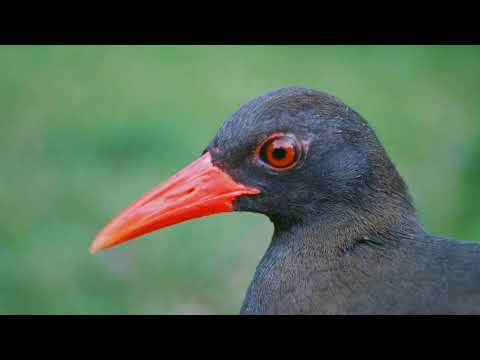 Birds of the Philippines - Avian Archipelago