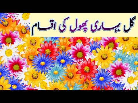 TYPES of DAISY FLOWERS in Urdu-Hindi | cute Daisy flowers | observativecontentvalley | OCV