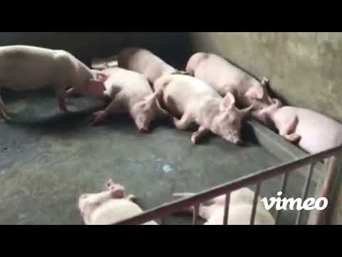AD LIBITUM FEEDING USING AUTO FEEDER