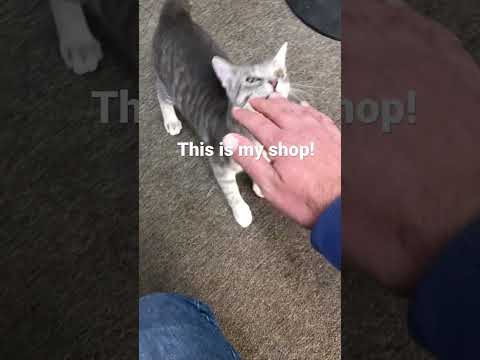 Bodega cats | cute cat video