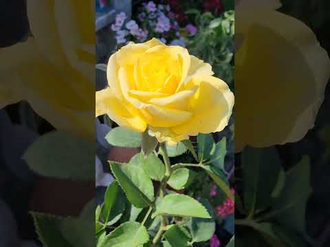 what does yellow rose symbolize