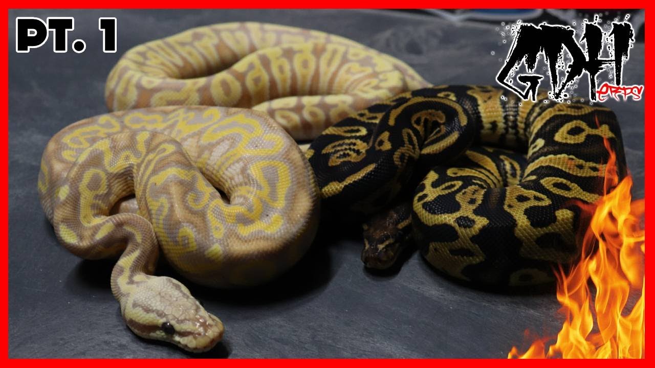 MY 2022 BALL PYTHON HOLDBACKS PART 1