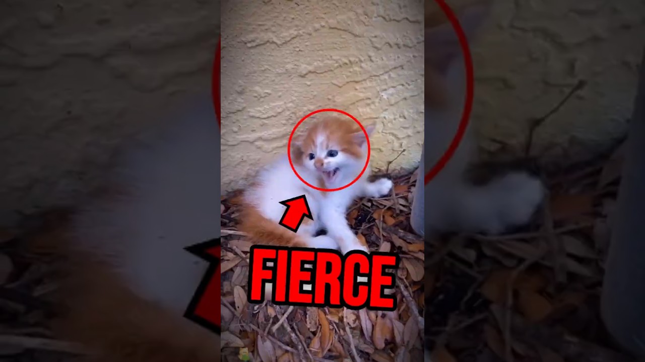 She Rescued A Fierce Kitten. The Dog Changed Him… 🐱 #shorts