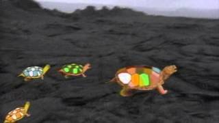 Sesame Street 5 Turtles Watch HD Mp4 Video Download Free