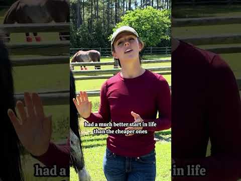 Are more expensive horses worth it?