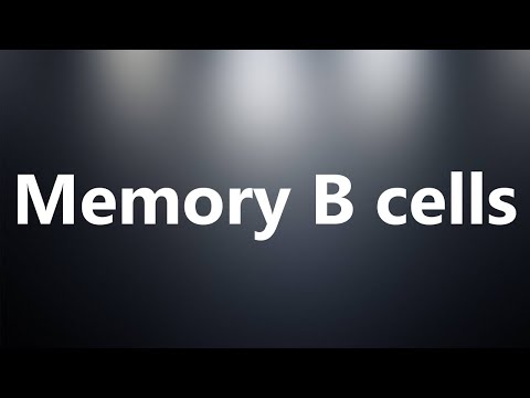 Memory B cells - Medical Definition and Pronunciation