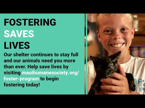 What does Fostering Mean to You?