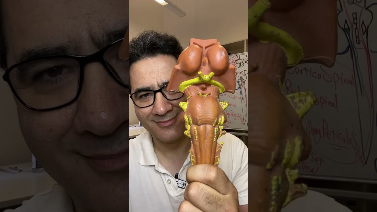 The Midbrain: Gateway to Your Brainstem