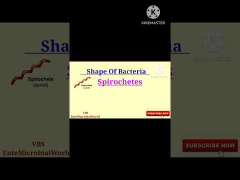 Spirilla @EnteMicrobialWorld #microbiology #microbes #shortsfeed #bacteria #medicalstudent #vbs