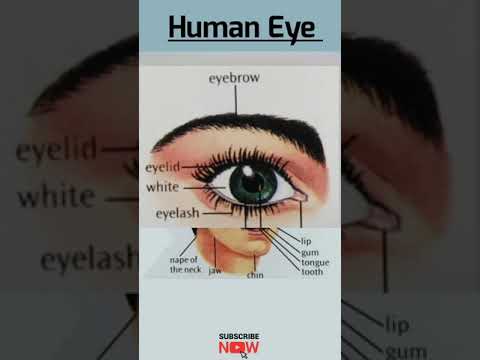 Science Vocabulary|Parts of Human Body|Face Vocabulary |Hand Vocabulary|Eye Vocabulary|Shorts