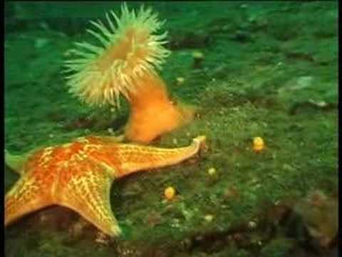 Sea anemones can swim! – Why Evolution Is True