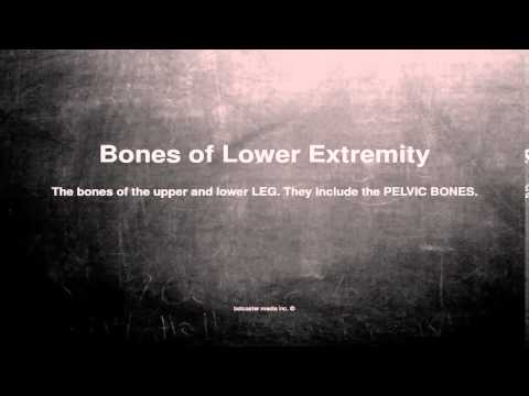 Medical vocabulary: What does Bones of Lower Extremity mean