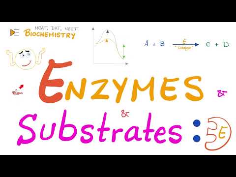 Enzyme Activity - Enzyme and Substrate - Key and Lock Theory vs Induced ...