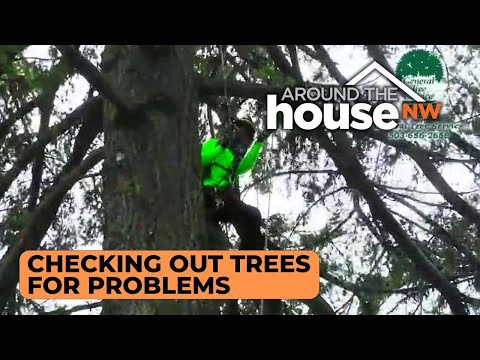 General Tree Service