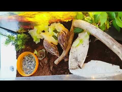 THE GIANT SNAILS 🐌 STEPHAN AND STEPHANI
