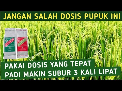 JANGAN SALAH !! BEGINI CARA PEMUPUKAN DAN DOSIS GANDASIL D DAN B UNTUK PADI YANG BENAR