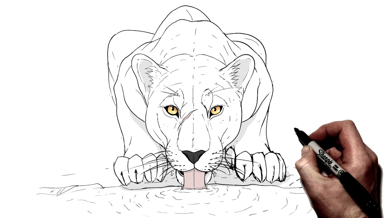 How To Draw A Panther Drinking | Step By Step