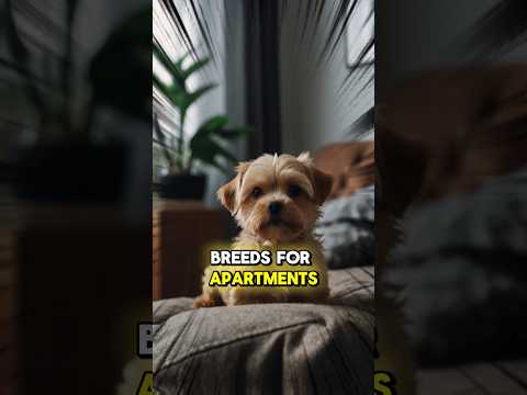 5 Best Dog Breeds for Apartments!