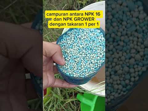 Pupuk untuk cabe dimasa Generatif atau pembuahan agar cabe berbuah lebat #cabe