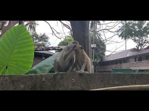 Monkeys in Thailand