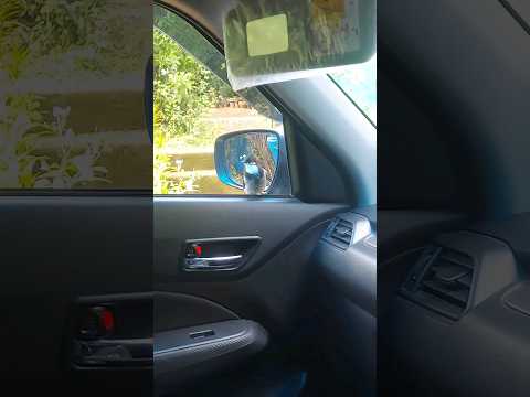 bird attacking car window #shorts #car #birds