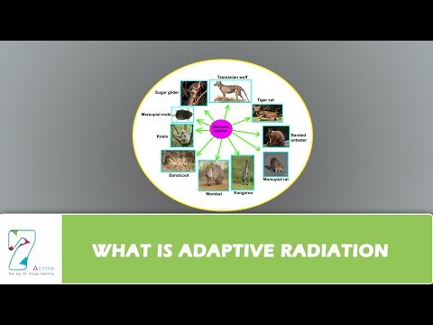 WHAT IS ADAPTIVE RADIATION
