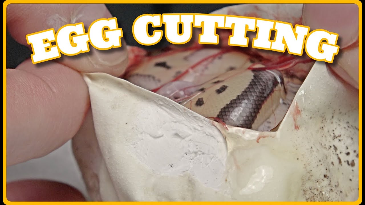 Combo Clown Clutch Egg Cutting!