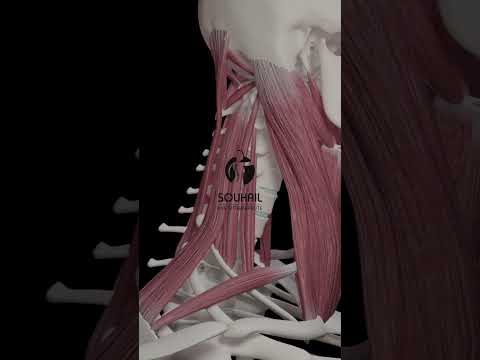 Neck Muscles