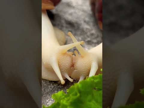 What Is Snails Love?🤔 #snail #animal #beautyofnature #landsnail