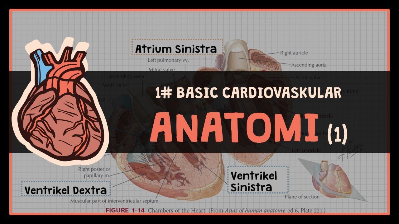 (1/2) Anatomy of the Heart Structure: #1 BASIC CARDIOVASCULAR