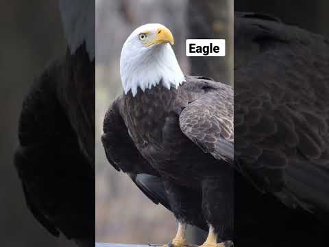 Eagle Sound 🦅