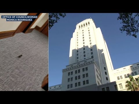 VIDEO: Rat scurries through part of LA City Hall amid typhus issue | ABC7
