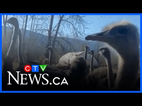 Ostrich farm granted stay of cull
