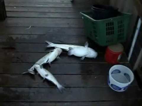 More eater size Channel Catfish (4.5 lb 2lb 6oz 1lb 3oz)