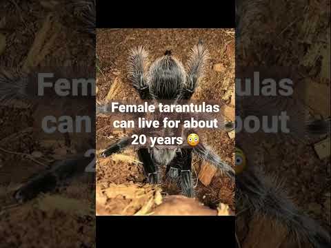 Lifespan of a CHT (Curly Hair Tarantula)